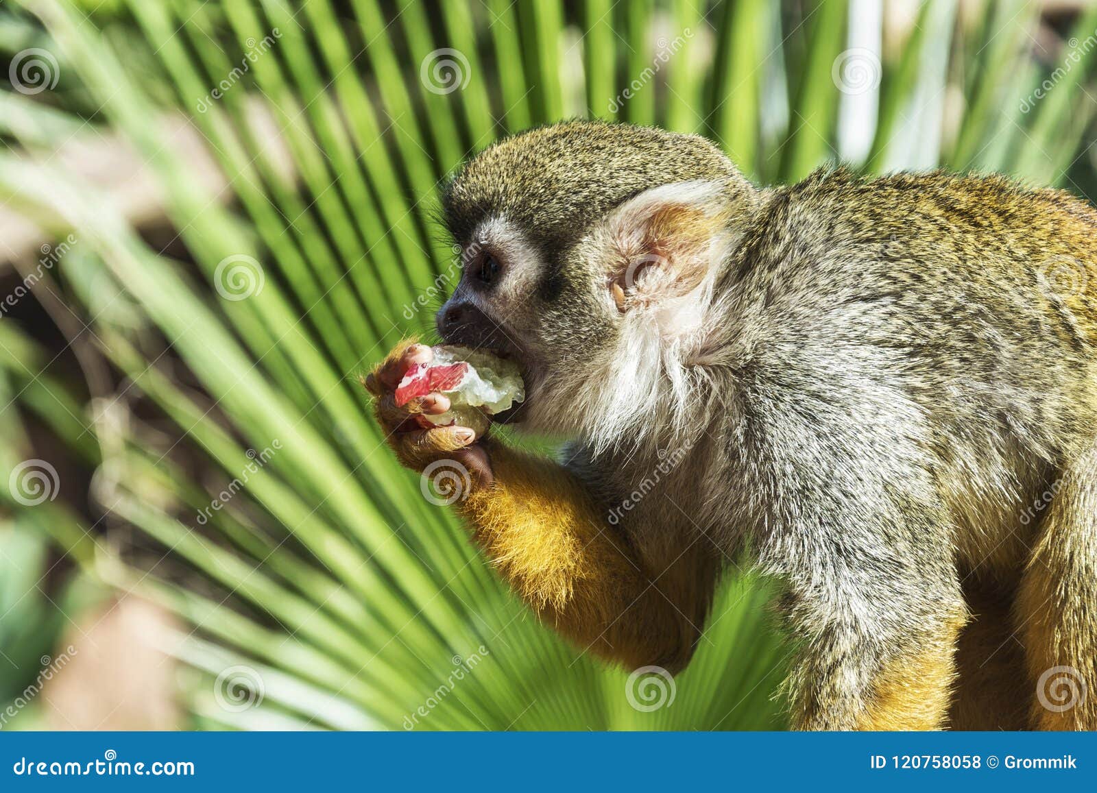 Little Monkey Eats Fruit, Close-up Stock Photo - Image of background ...