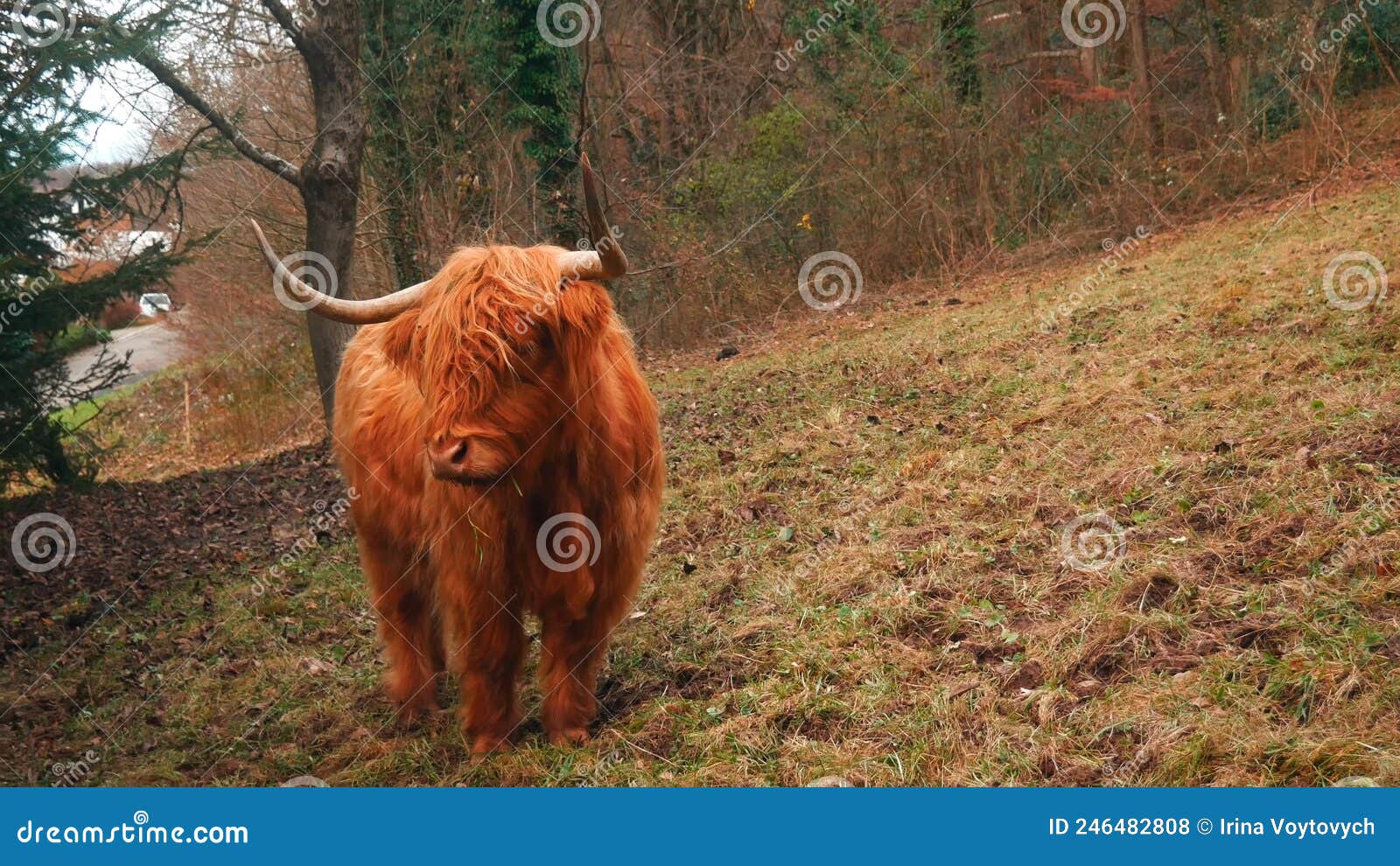 Wild Nature. Wild Ox with Red Fur. Stock Photo - Image of herd, grazing ...