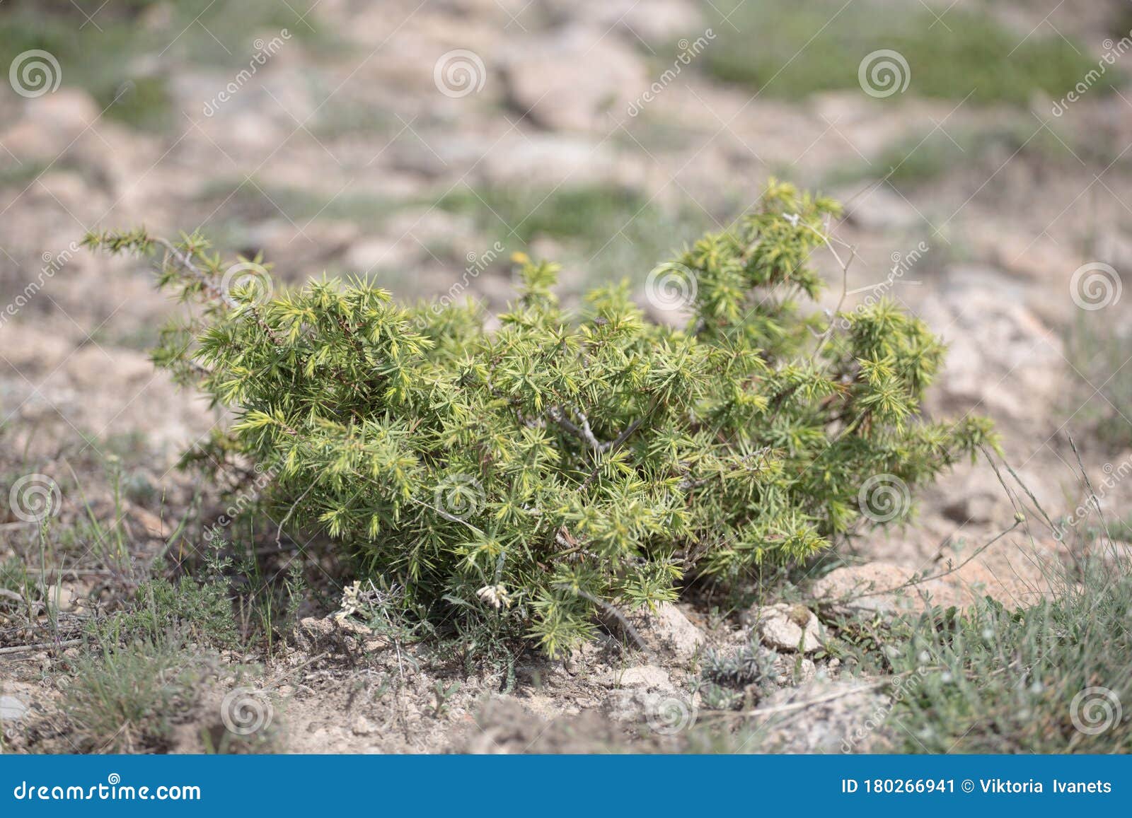 Wild Nature Shrub of Junipers are Coniferous in the Genus Juniperus in ...