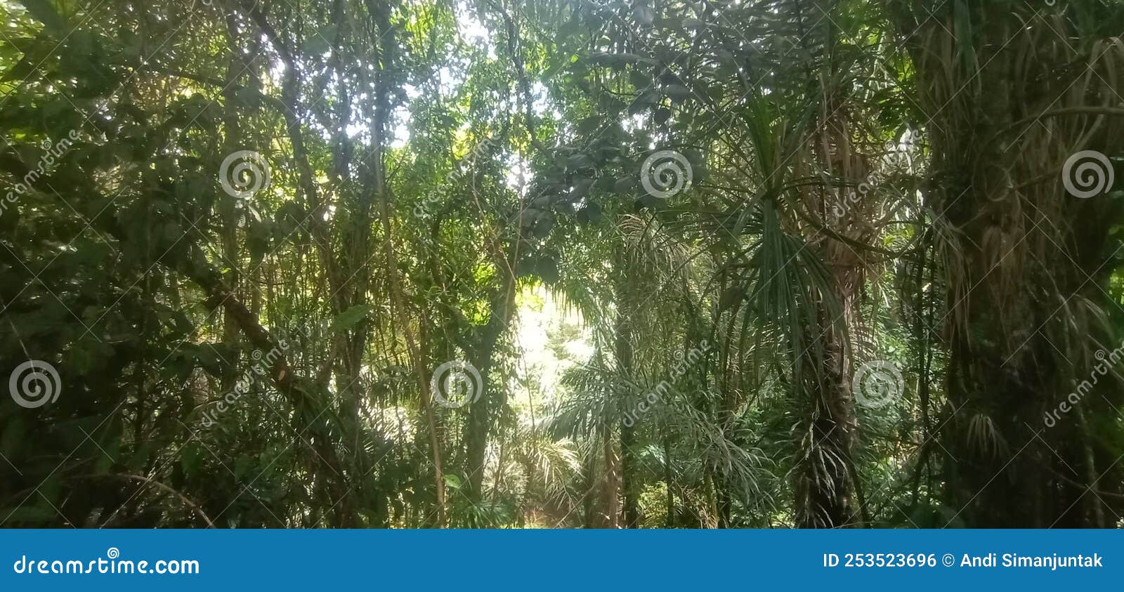 Wild Nature Trees with Ravine Protected Forest Stock Photo - Image of ...