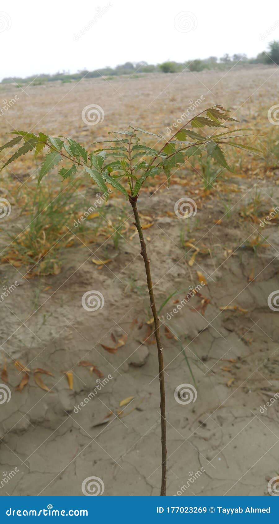 This is a wild neem tree stock image. Image of forest - 177023269