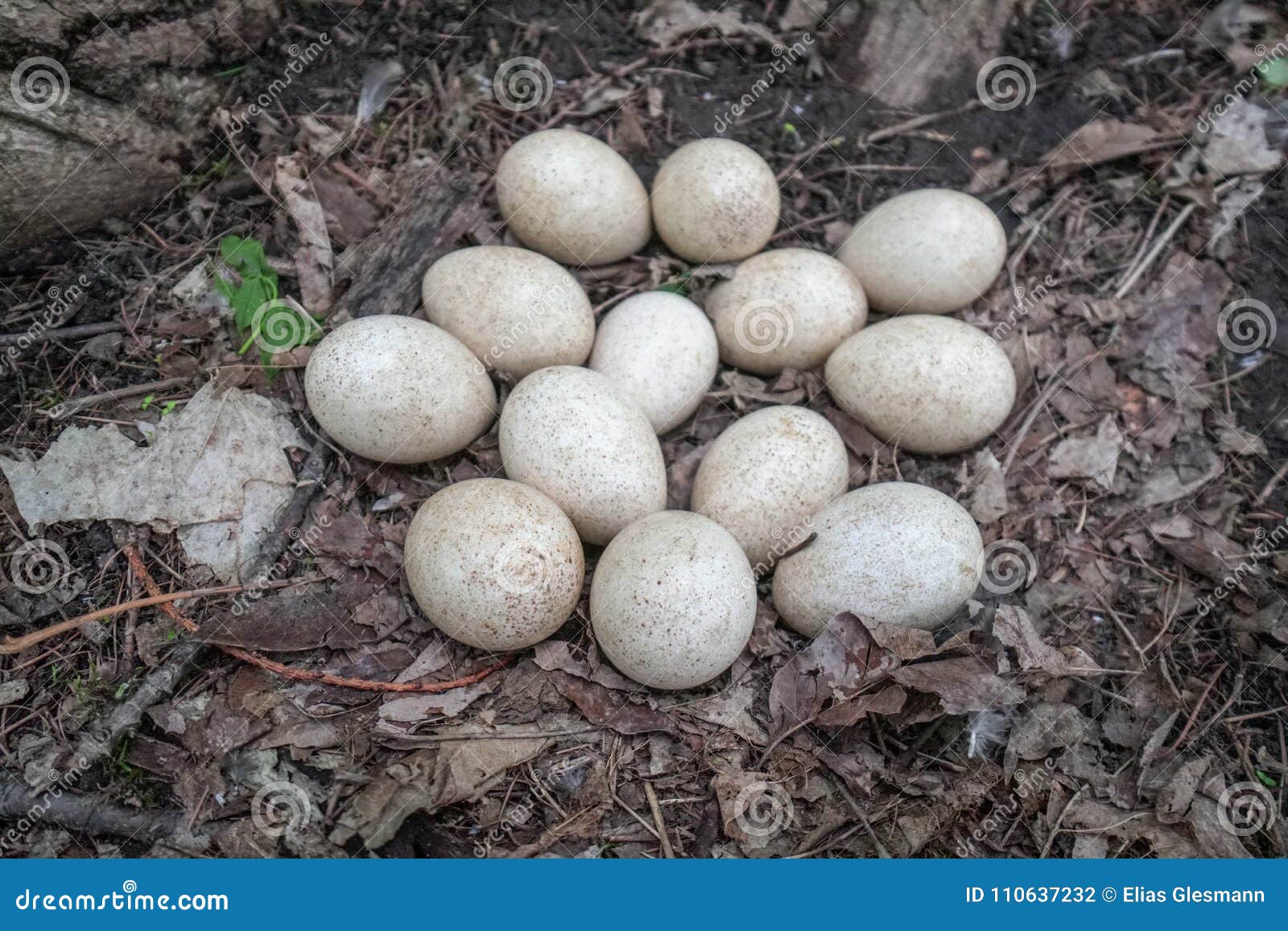 286 Nest Base Photos - Free & Royalty-Free Stock Photos from Dreamstime
