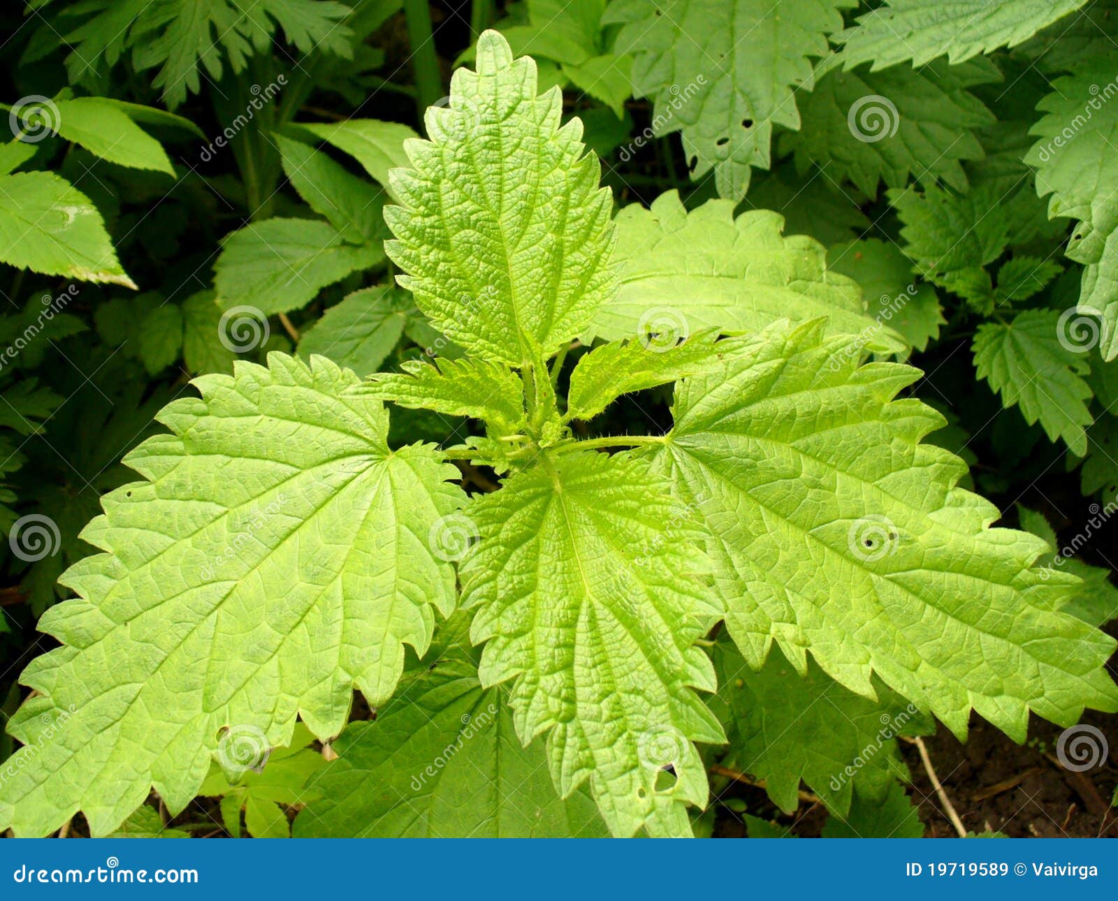Wild nettle stock image. Image of green, gardening, mint - 19719589