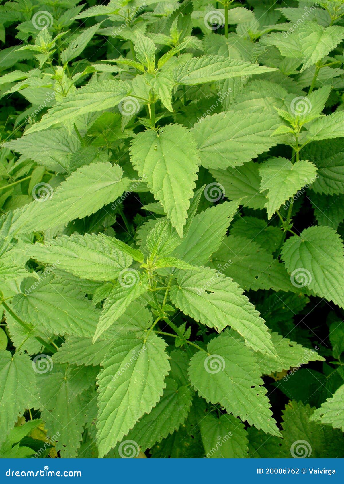 Wild nettle stock photo. Image of botany, irritation - 20006762