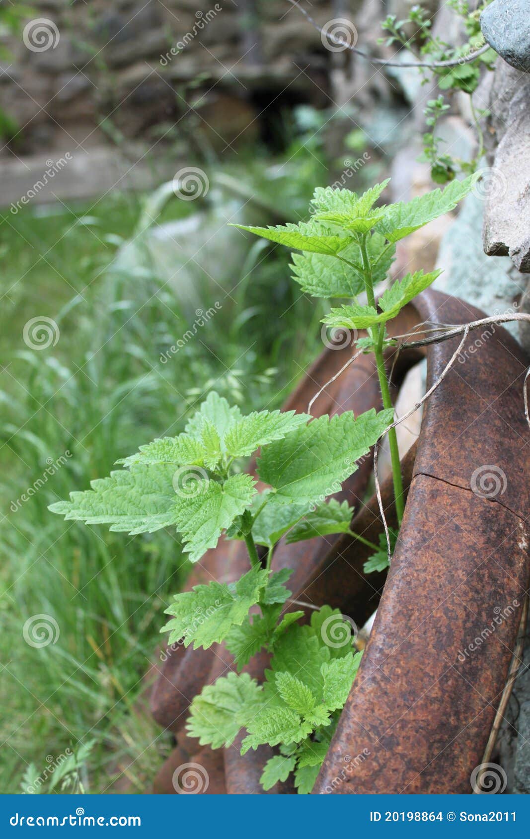 Wild Nettle And Rusty Wheel Stock Photo - Image of nature, urtica: 20198864