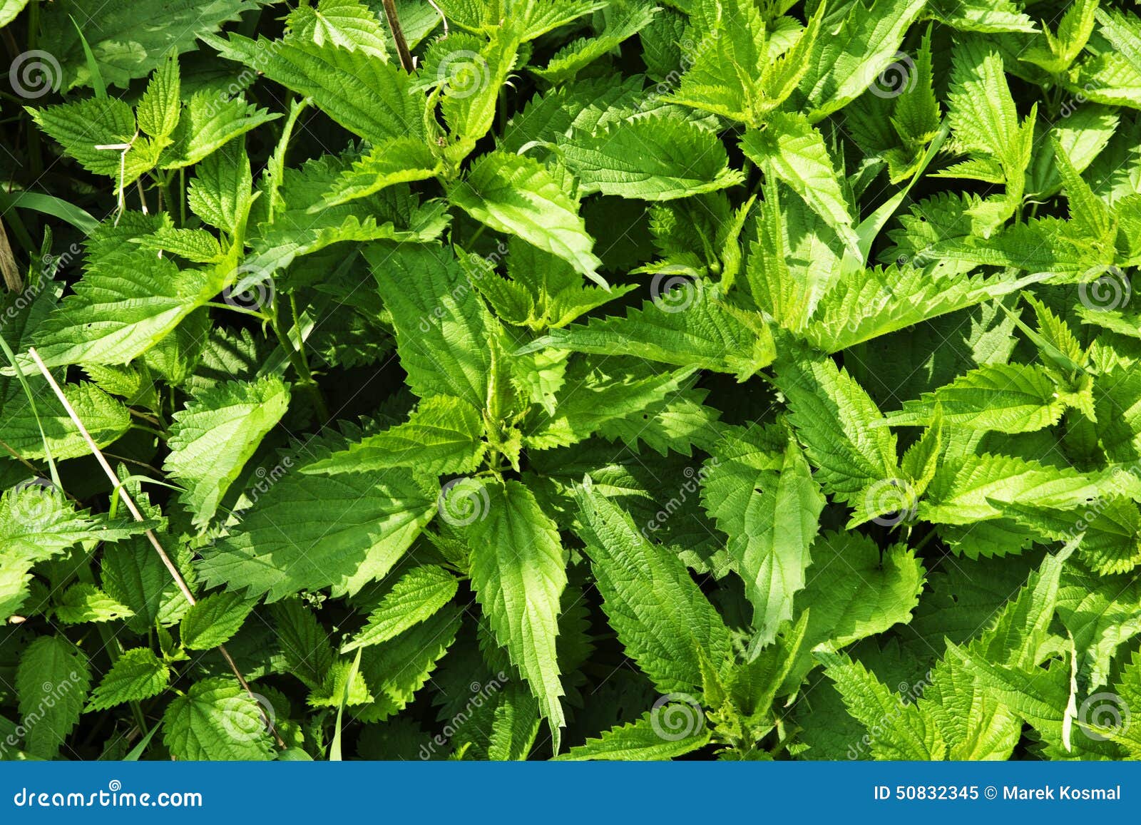 Wild Nettles Growing in the Spring. Stock Image - Image of plant, grow ...