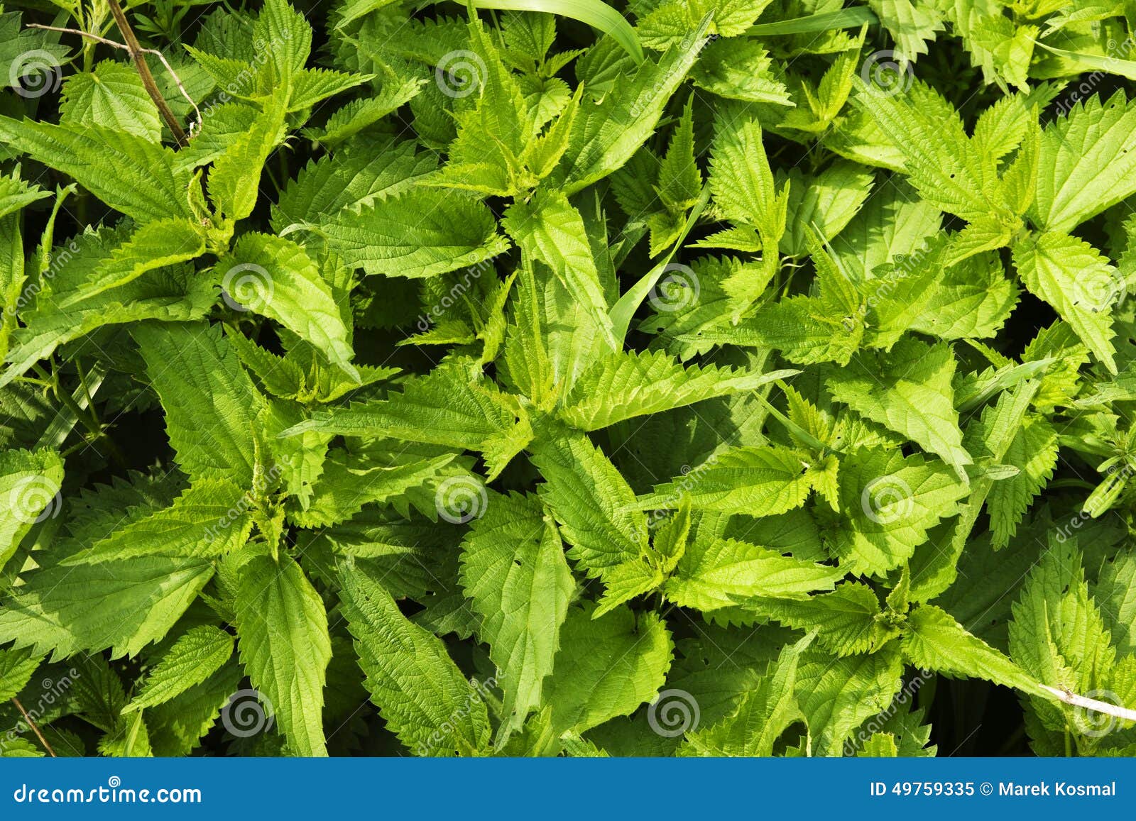 Wild Nettles Growing in the Spring Stock Image - Image of grow ...