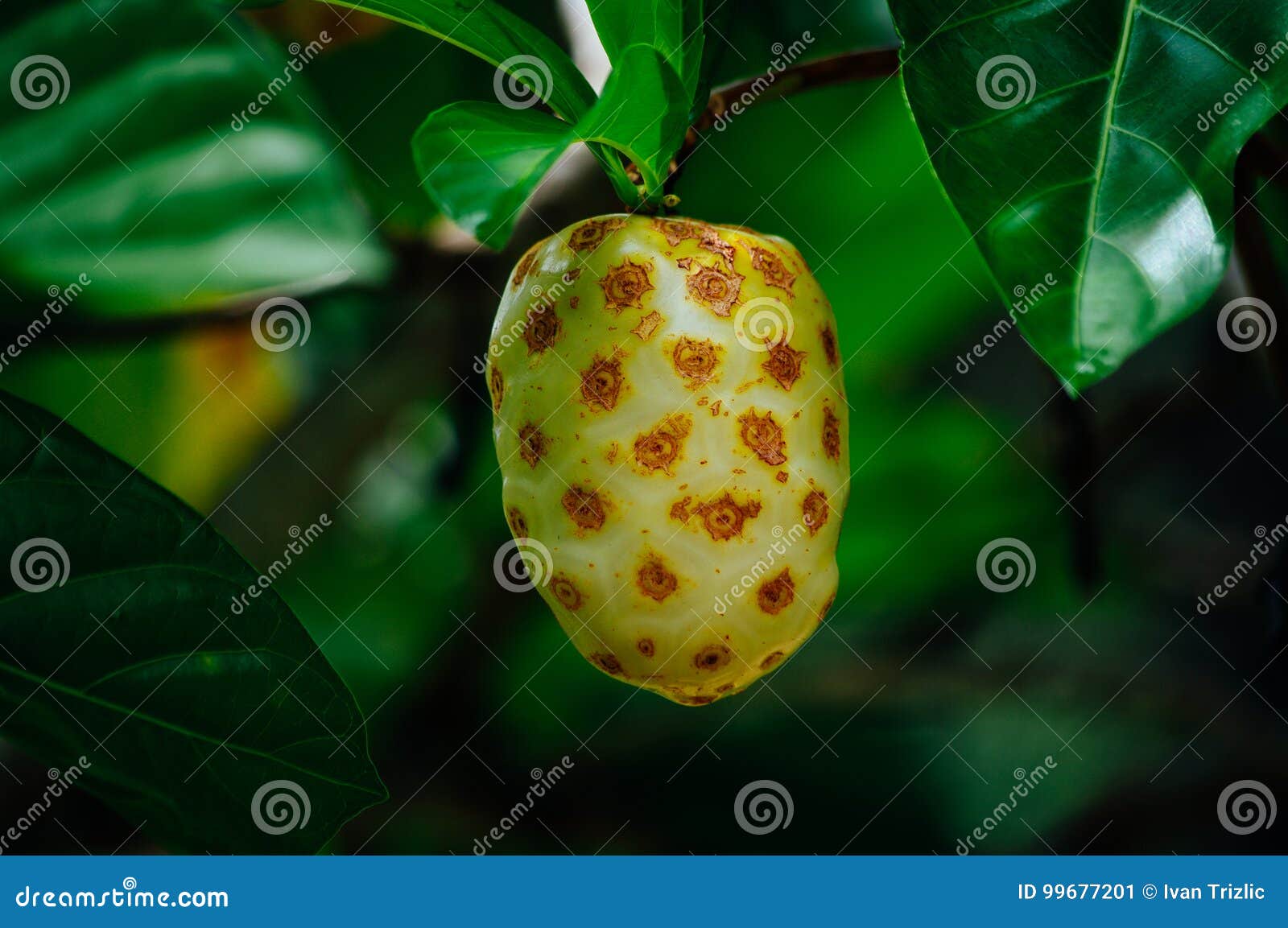 Wild Noni Fruit on the Tree Branch Borneo Rain Forest Stock Image ...