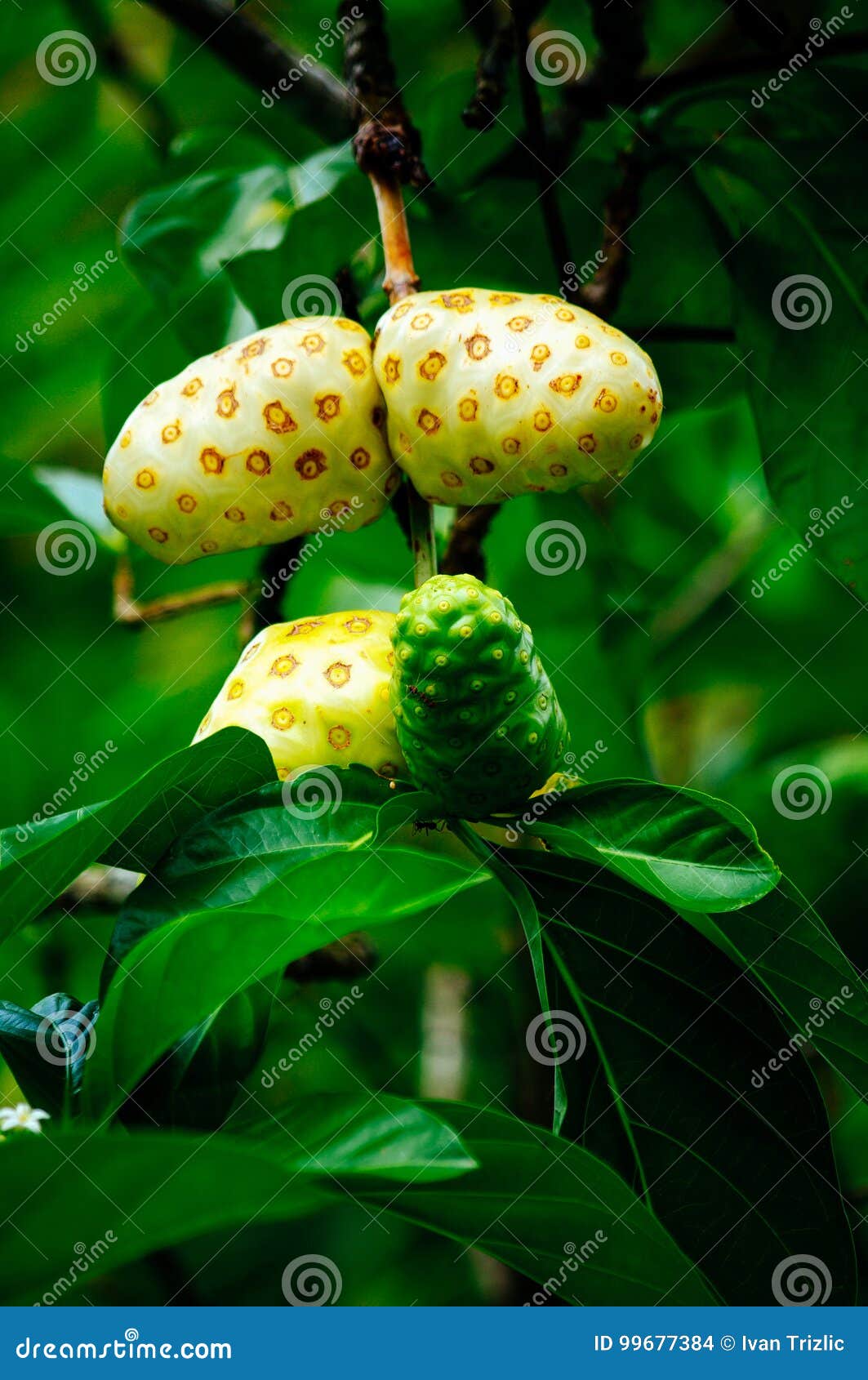 Wild Noni Fruit on the Tree Branch Borneo Rain Forest Stock Photo ...
