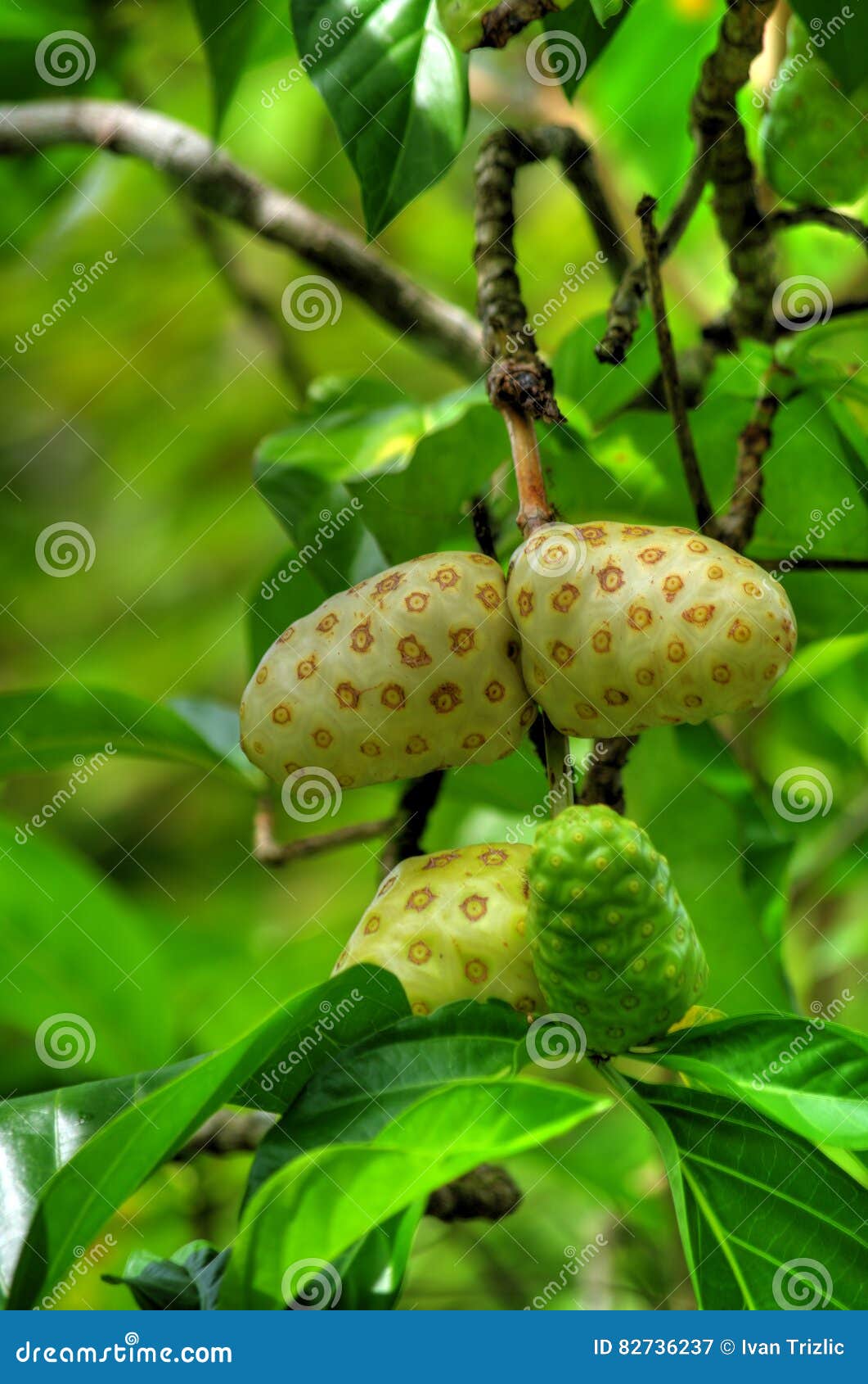 Wild Noni Fruit on the Tree Branch Stock Image - Image of medicine ...