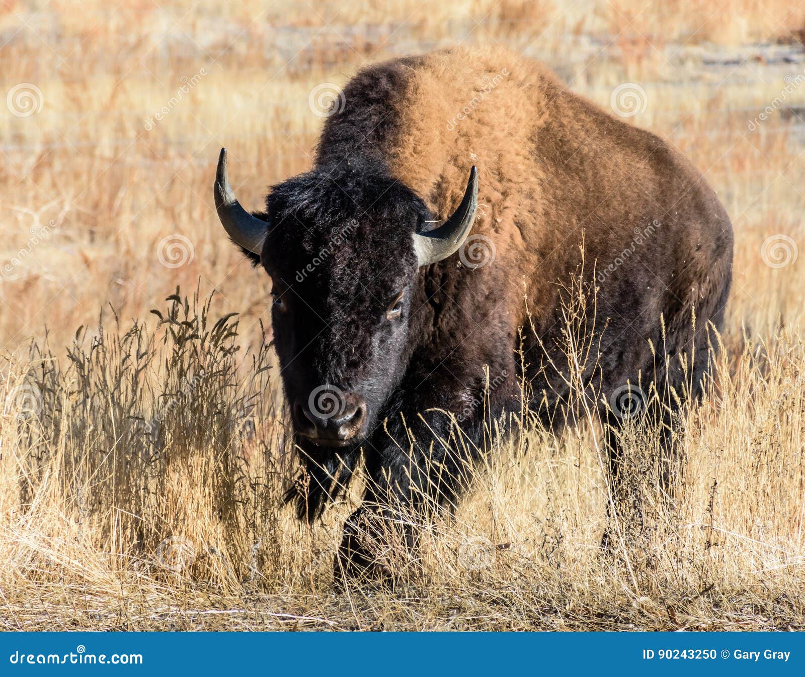 Wild North American Bison stock photo. Image of buffalo - 90243250