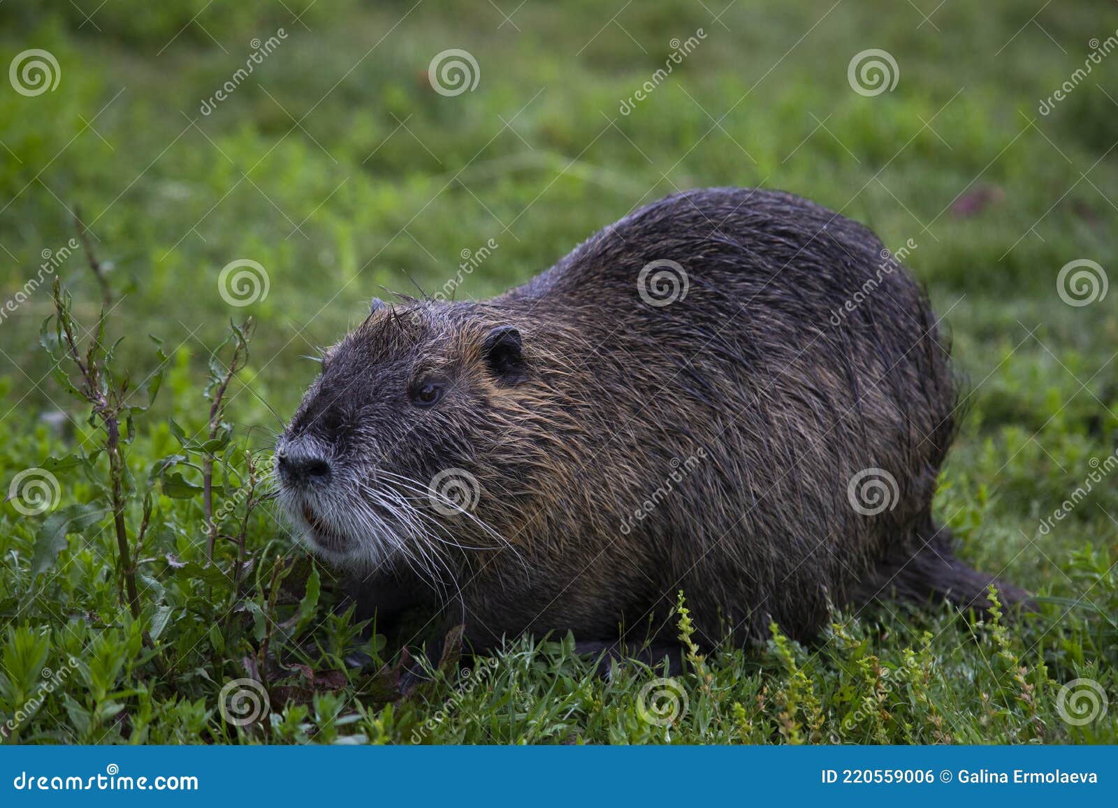 Wild nutria on the grass stock photo. Image of wild - 220559006