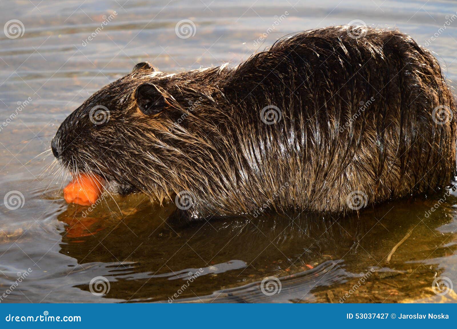 Wild nutria stock image. Image of portrait, hairy, coipo - 53037427