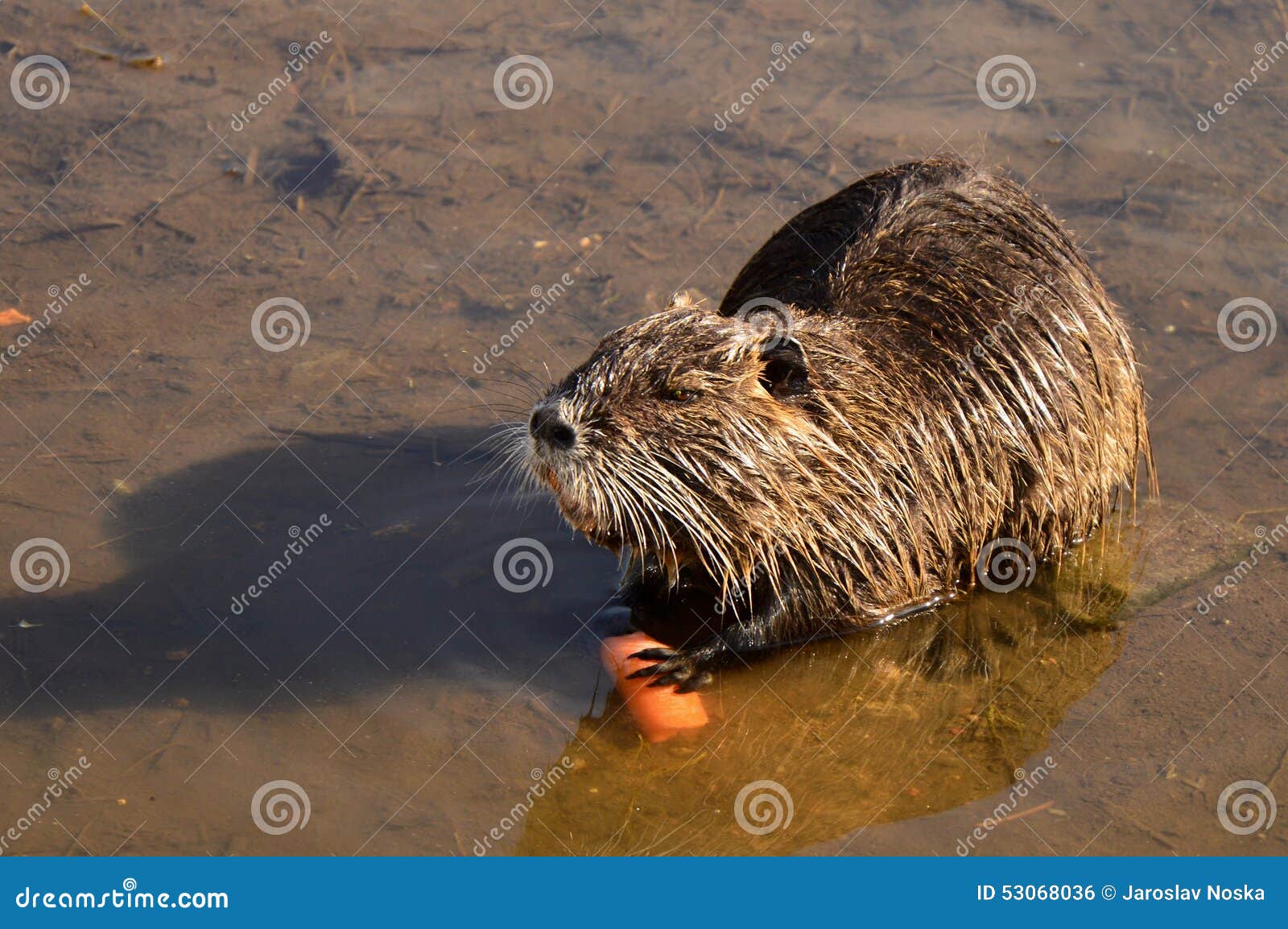 Wild nutria stock photo. Image of coipo, brown, outdoor - 53068036