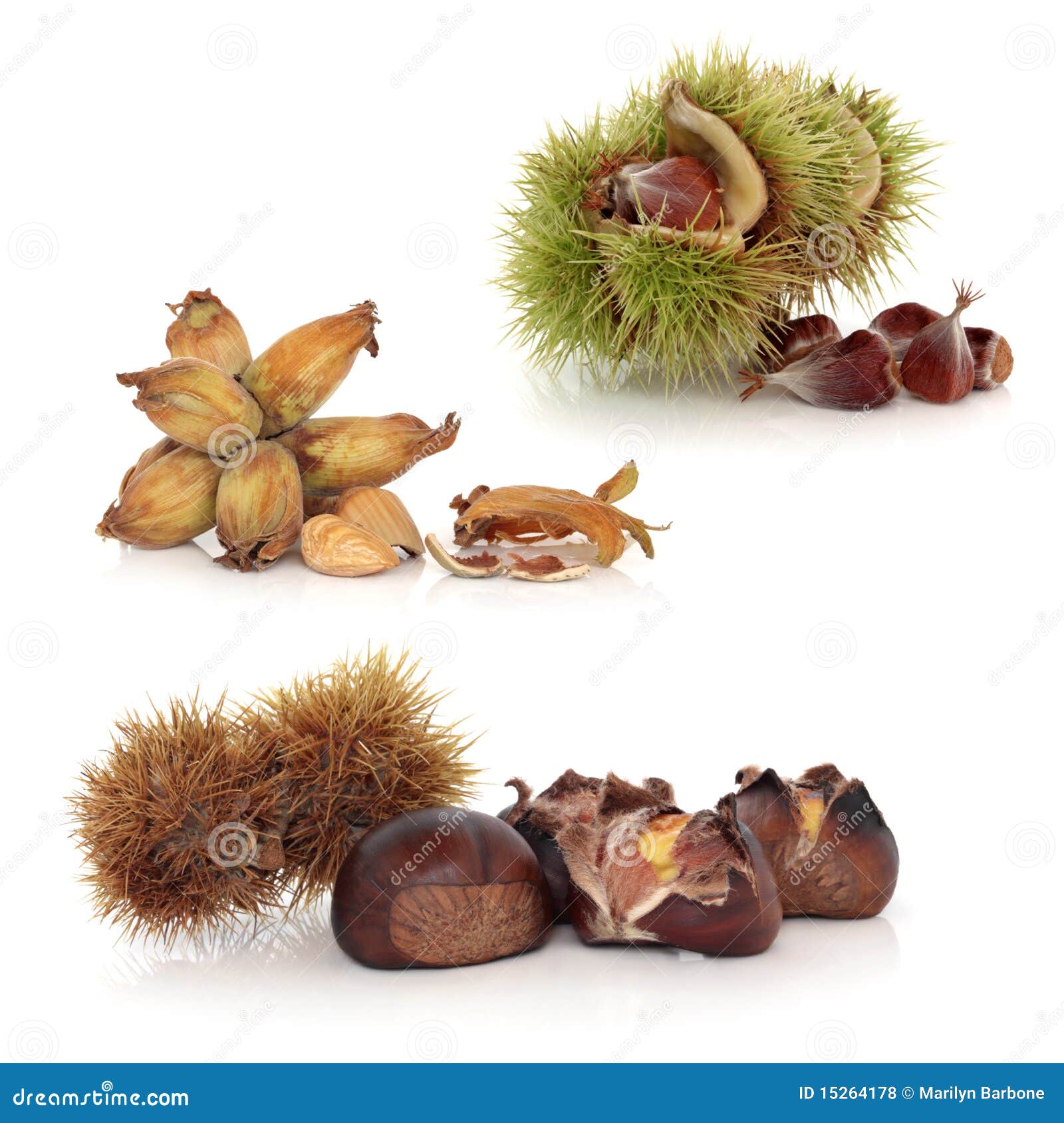 Wild Nuts stock photo. Image of food, kernel, hazelnut - 15264178