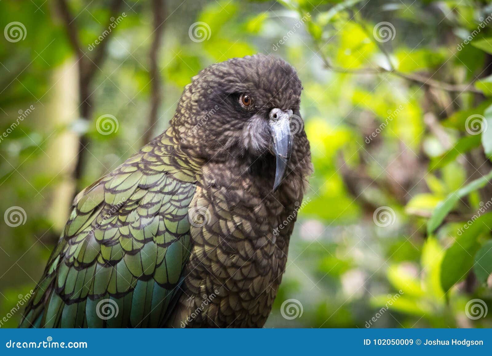 Wild NZ Kea, Endangered Green Parrot Stock Image - Image of endangered ...