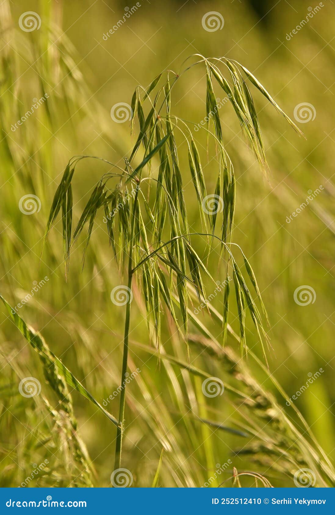 Wild oat grass stock photo. Image of garden, small, tourists - 252512410