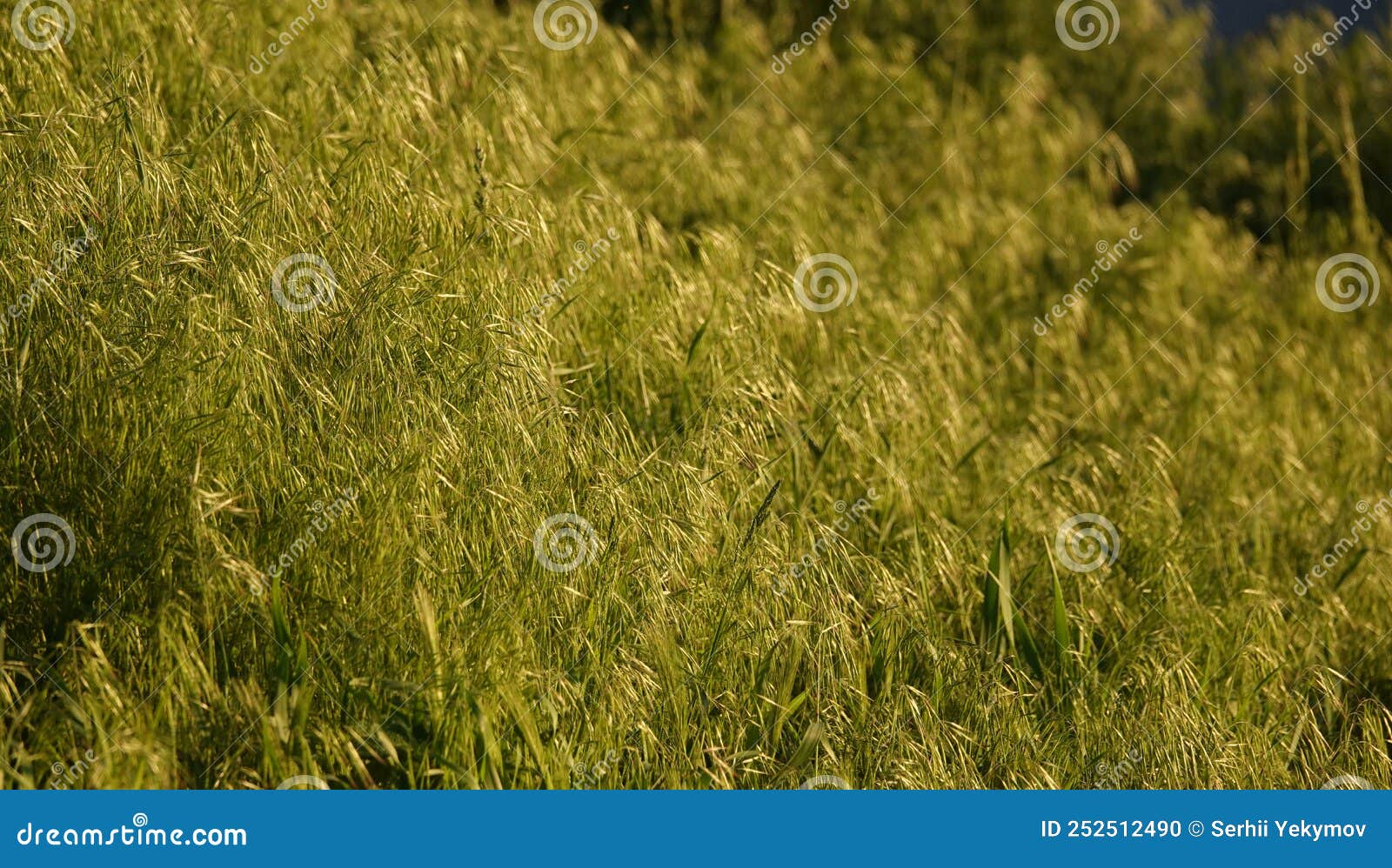 Wild oat grass stock photo. Image of kiev, plant, tender - 252512490
