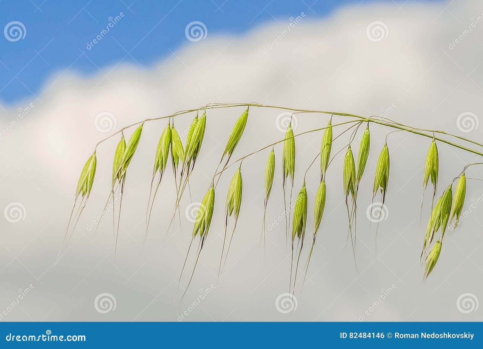 Wild oat stock photo. Image of crops, seed, herbal, cellulose - 82484146
