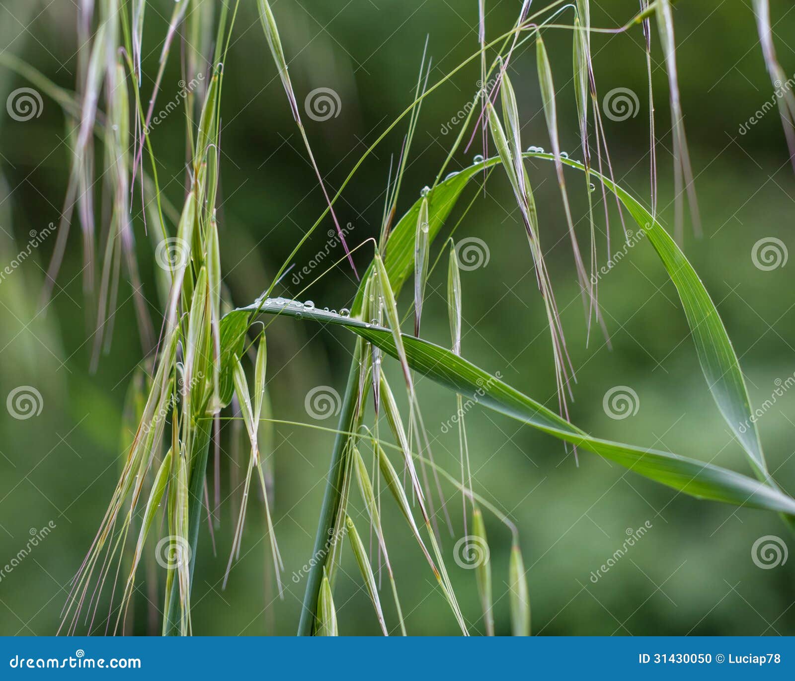 Wild oats stock photo. Image of drops, wild, oats, field - 31430050