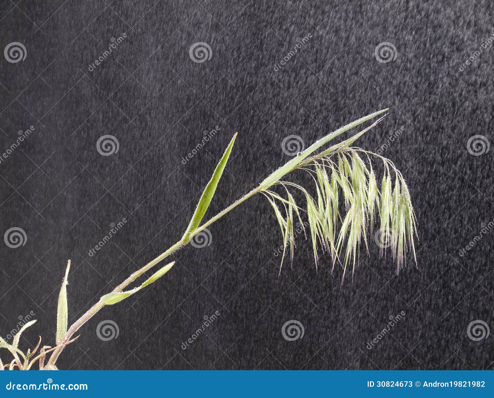 Wild oats in the rain stock image. Image of grain, growth - 30824673