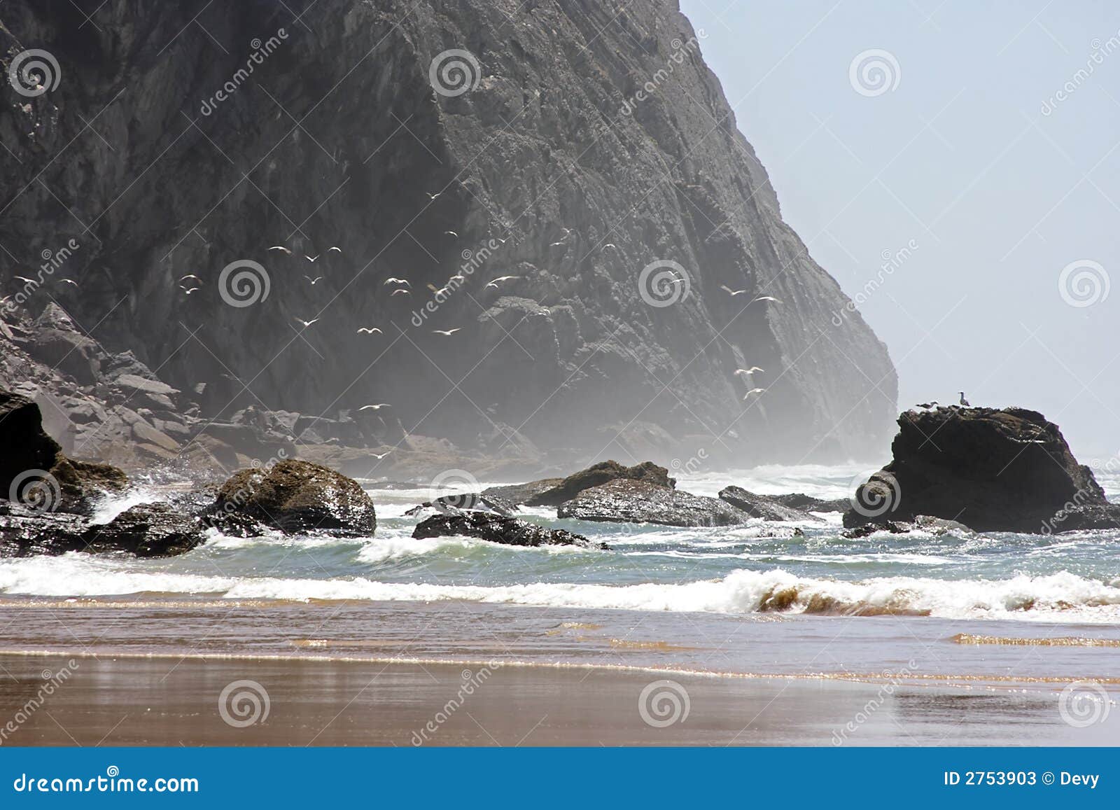 Wild ocean with birds stock image. Image of wildlife, ocean - 2753903