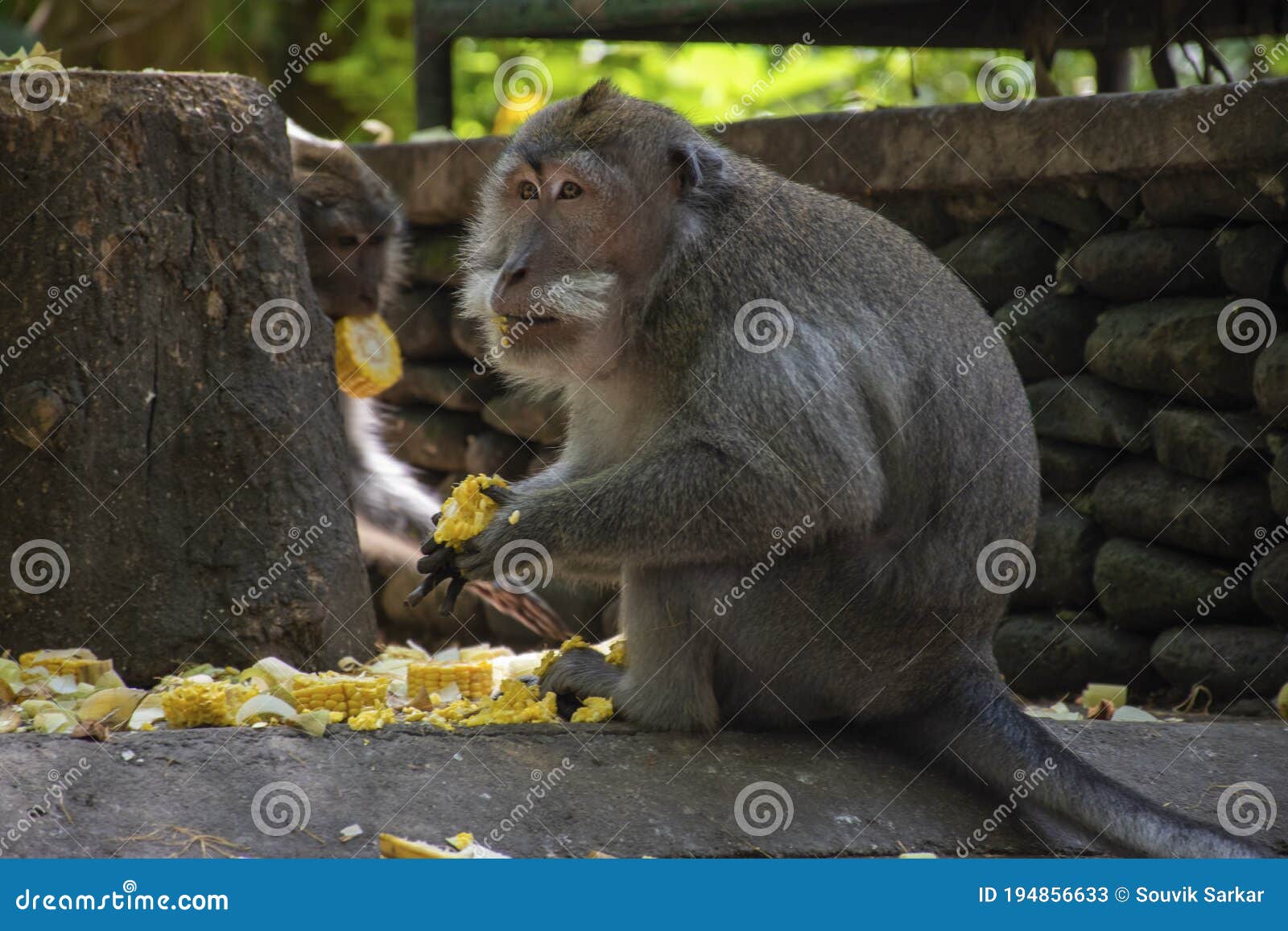 A Wild Old Monkey Peeling Off Corn Shell and Waiting in the Shadow in ...
