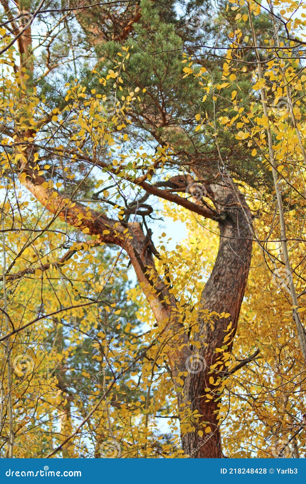 Wild Old Tree of Fanciful Shape, Bright Autumn Colors, Close-up ...