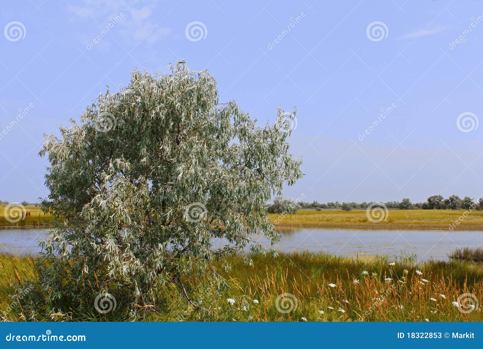 Wild Olive Tree Above Salt Lake Stock Image - Image of blue, beauty ...