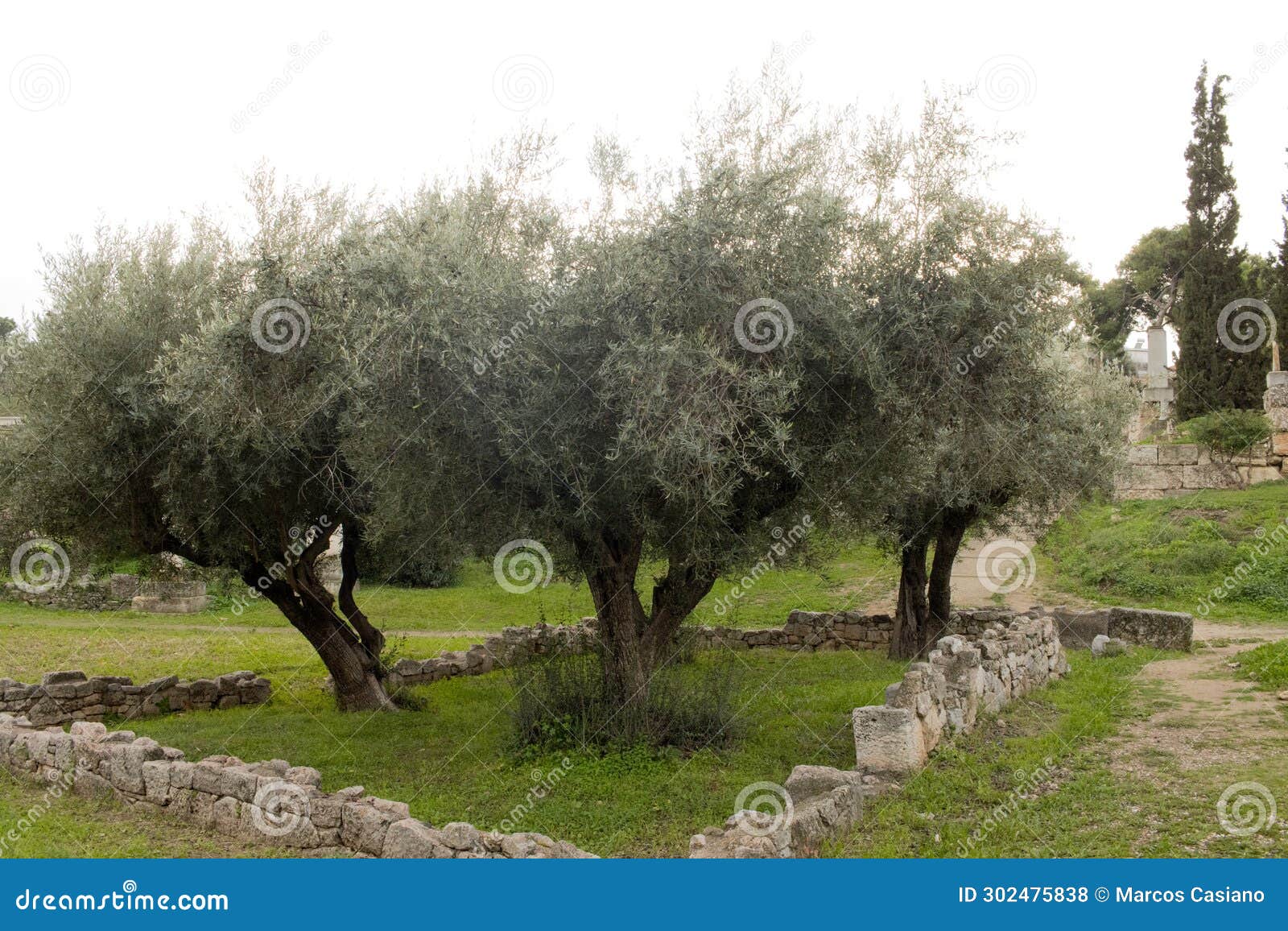 Wild Olive Trees that Grow in the Roman Agora Stock Photo - Image of ...