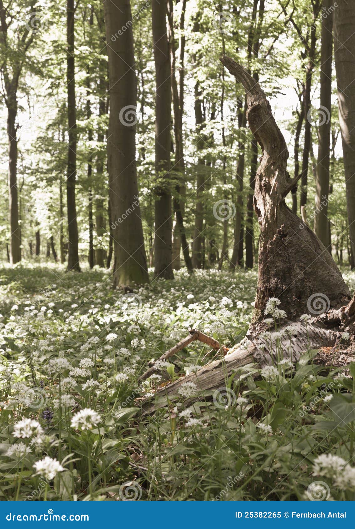 Wild onion stock image. Image of marsh, mood, folliage - 25382265