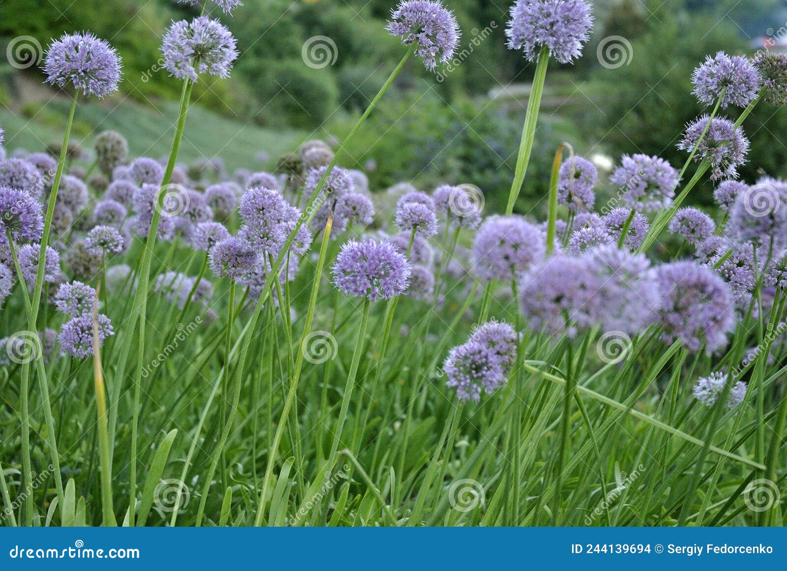 Wild Onions Bloom in Ukraine Stock Photo - Image of flora, summer ...