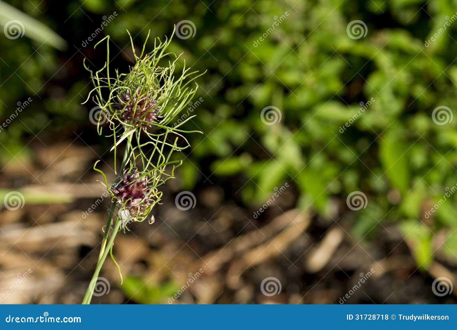 Wild Onions stock photo. Image of wild, green, garden - 31728718