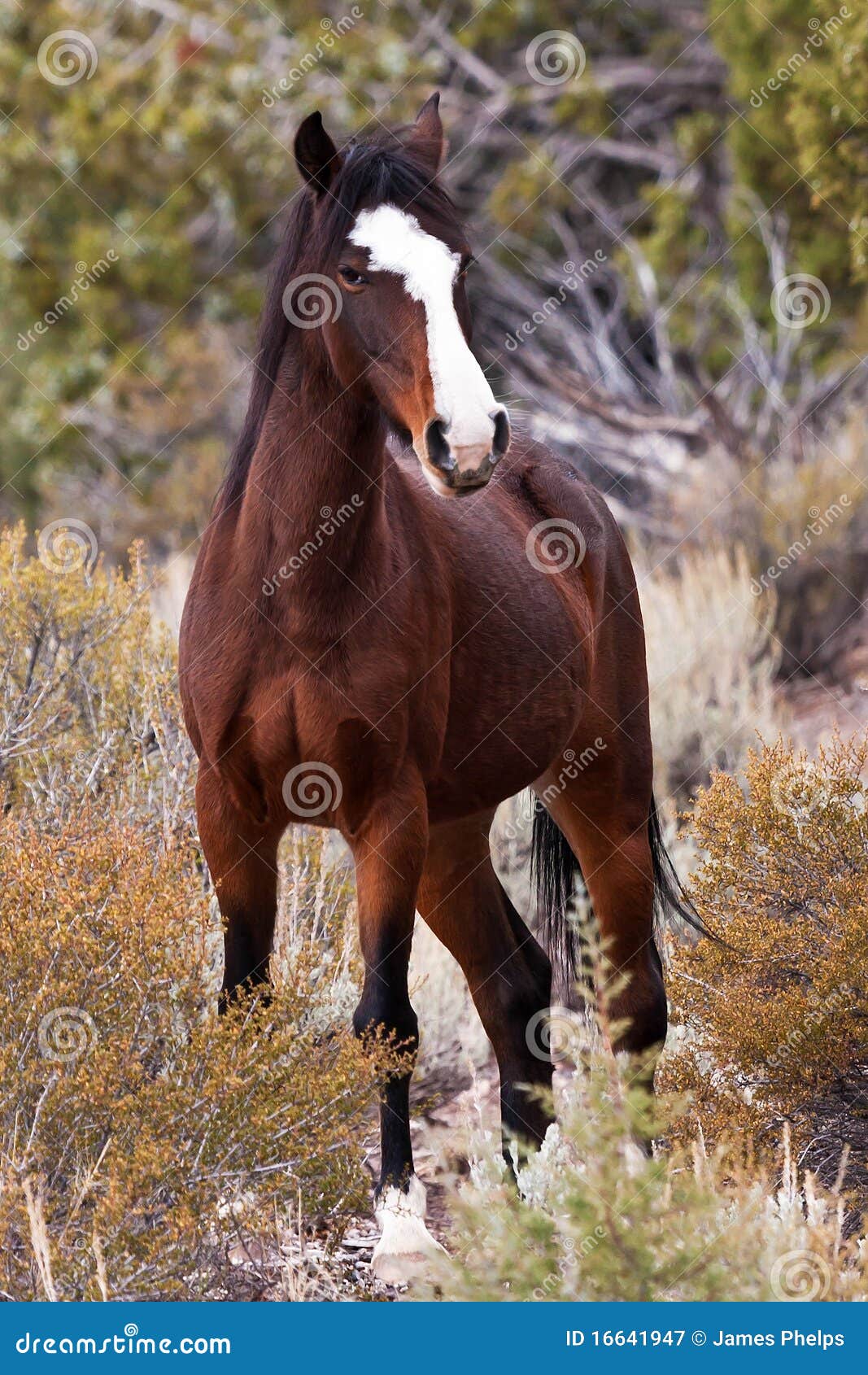 Wild Paint Horse Wallpaper