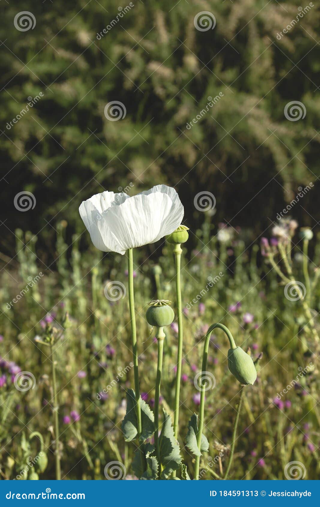 Wild Opium Poppy White Flowers Stock Image - Image of buds, bloomig ...