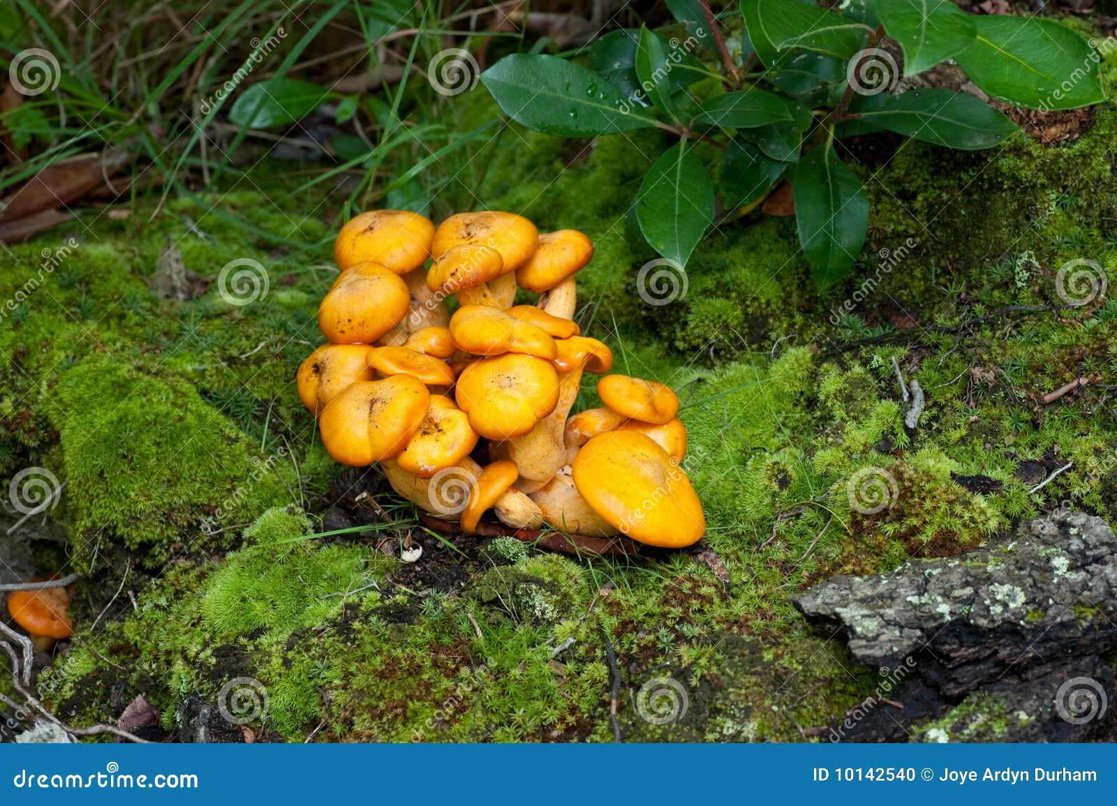 Wild orange mushrooms stock photo. Image of fungus, grow - 10142540