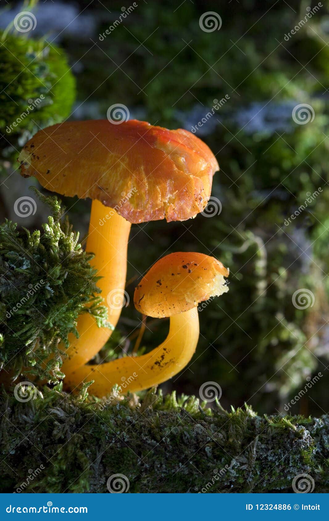 Wild Orange Mushrooms stock photo. Image of fungus, orange - 12324886