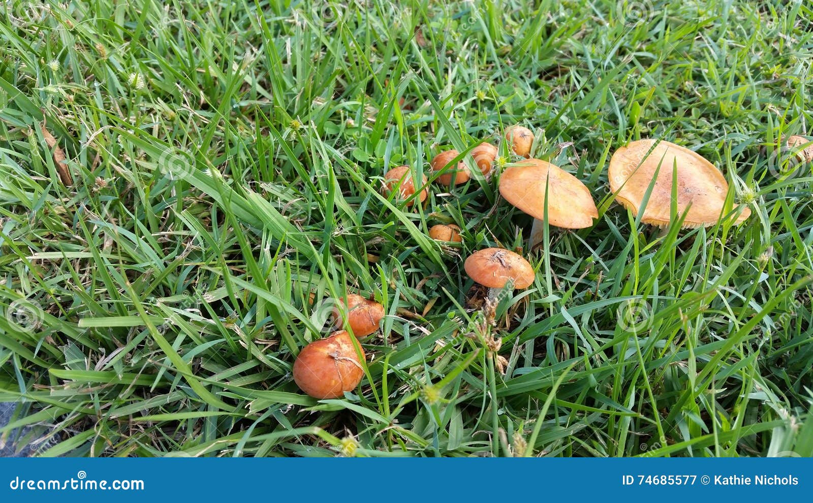 Wild Orange Mushrooms stock image. Image of brown, cooking - 74685577
