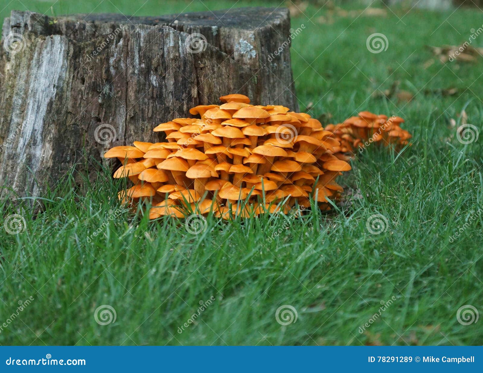 Wild Orange Mushrooms stock image. Image of plant, result - 78291289