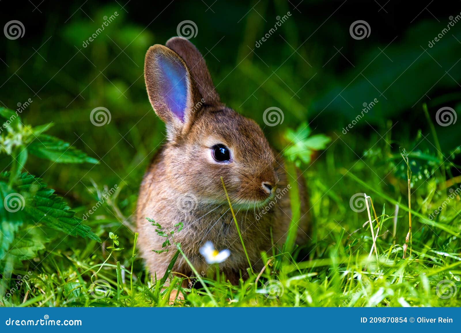A Wild Orange Rabbit Bunny with Big Ears in a Fresh Green Forest ...