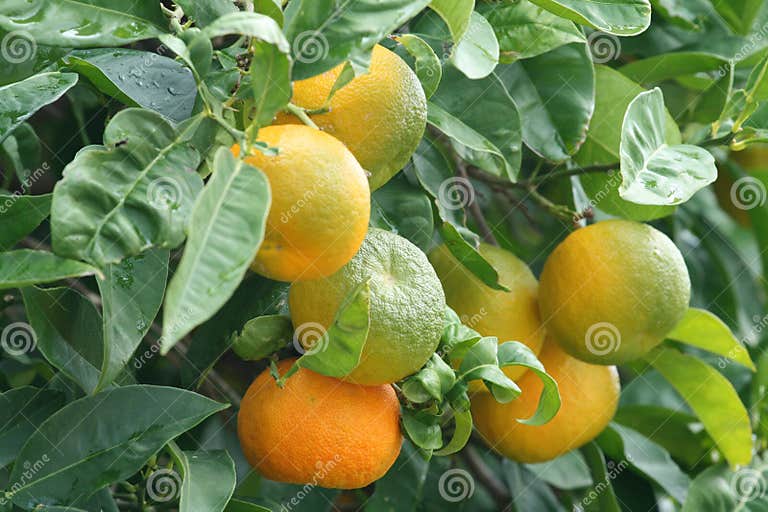 Wild orange tree stock image. Image of fruits, sour, hybrid - 13467911