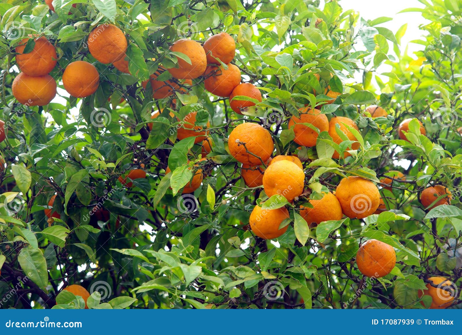 Wild orange tree stock image. Image of tree, produce - 17087939