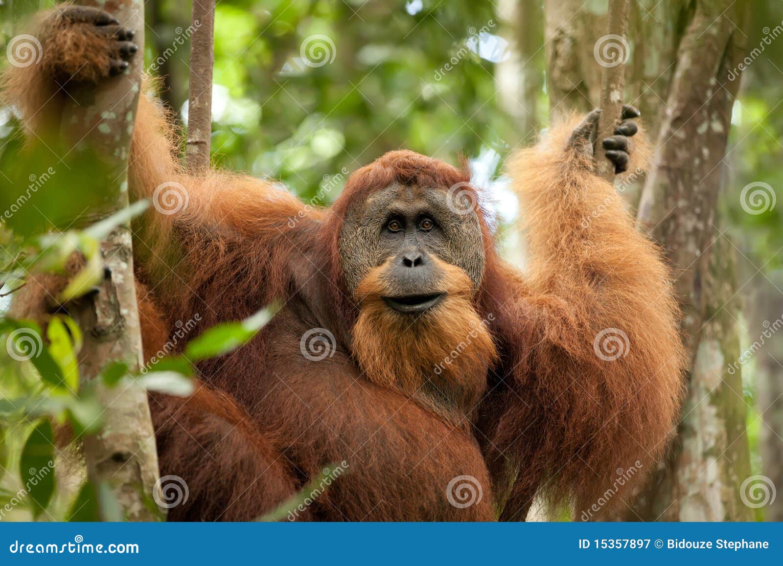 Wild orangutan stock image. Image of tree, lawang, rainforest - 15357897