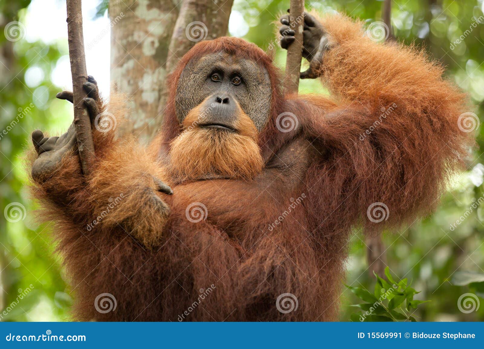 Wild orangutan stock image. Image of branch, male, portrait - 15569991