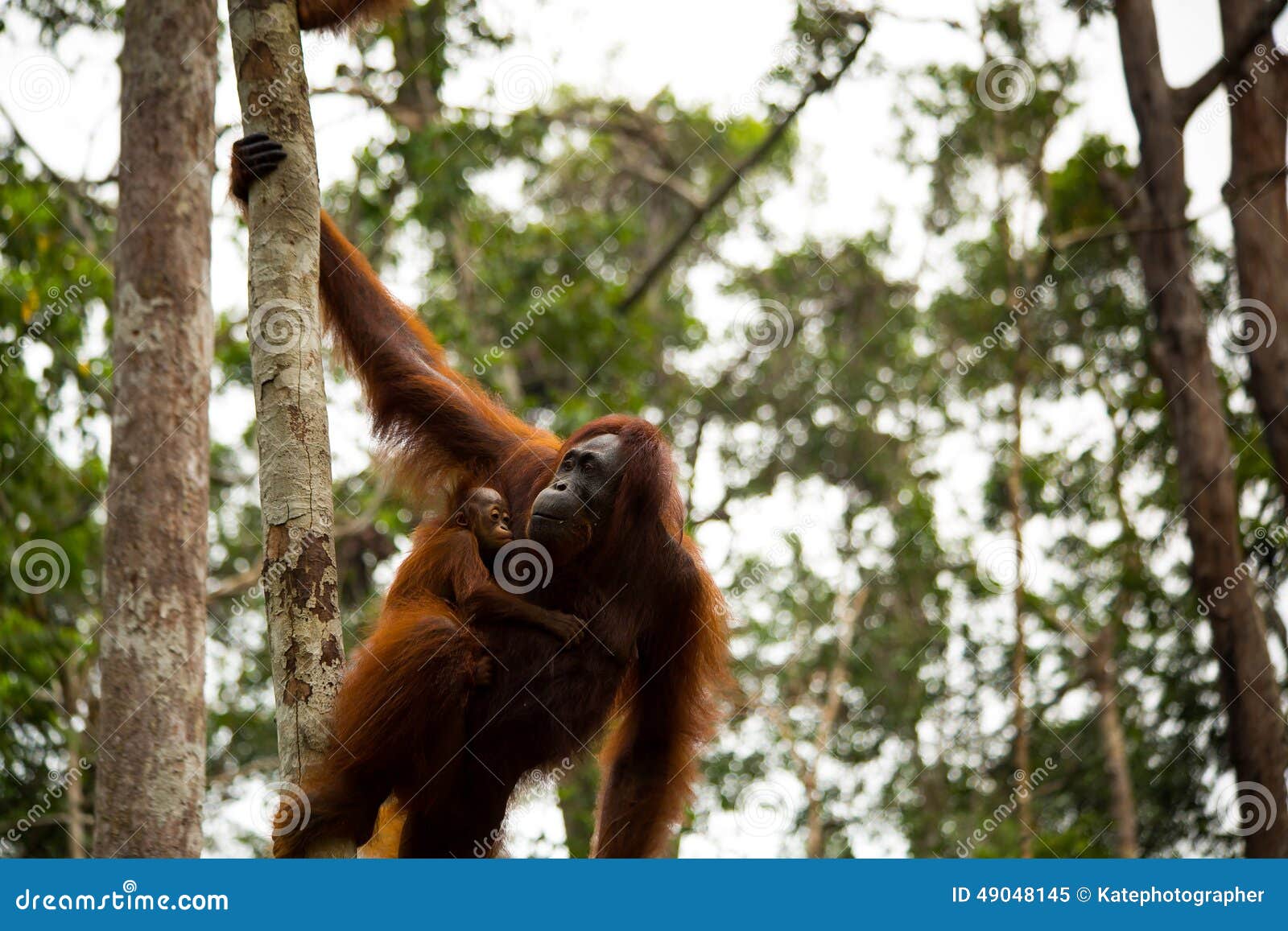 Wild Orangutan in Borneo Forest. Stock Image - Image of friendly, child ...