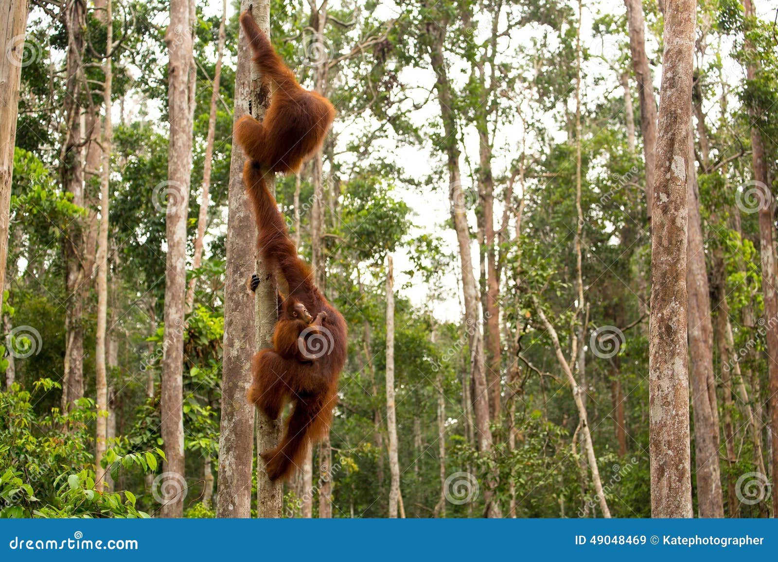 Wild Orangutan in Borneo Forest. Stock Image - Image of baby ...