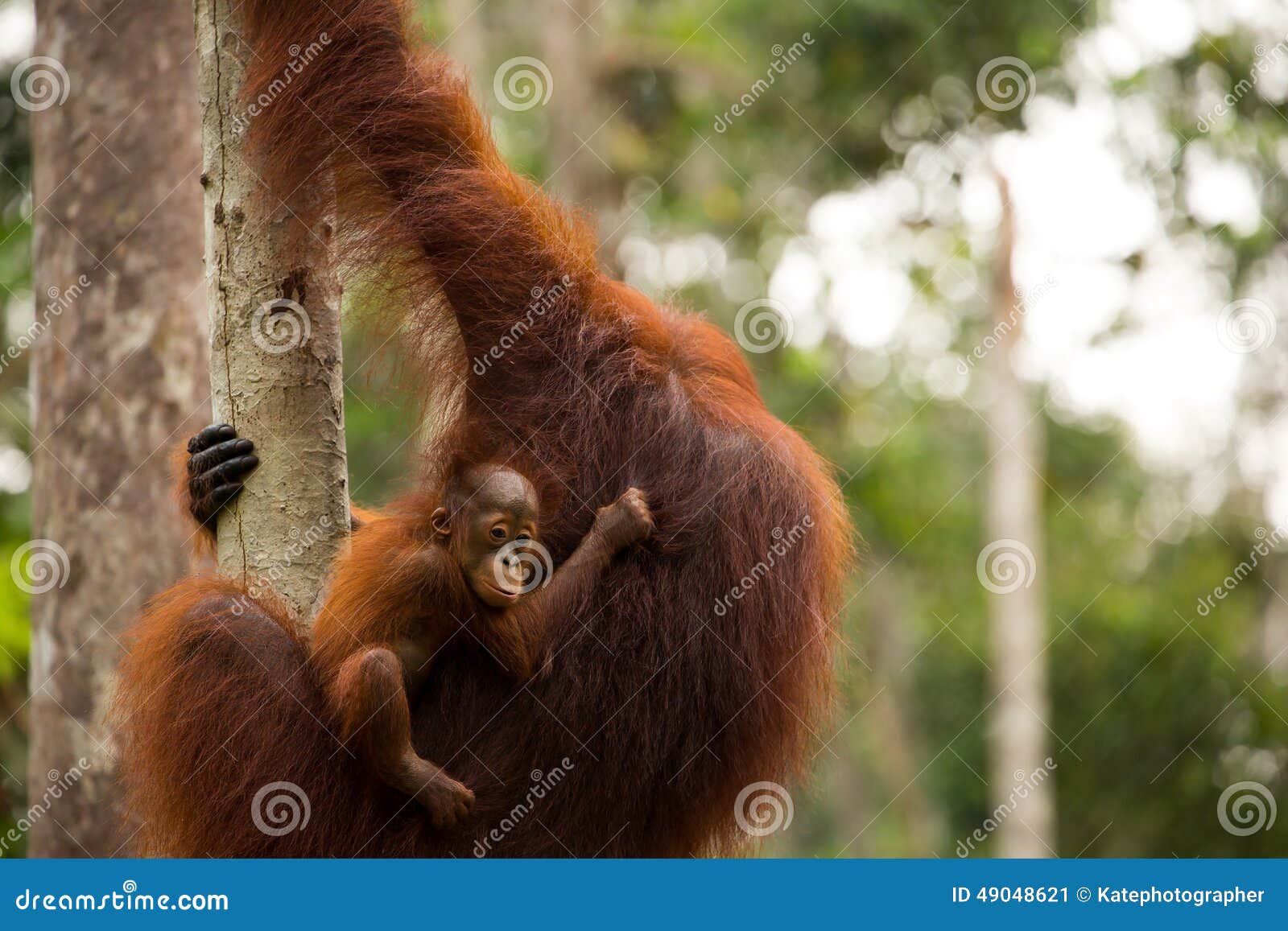 Wild Orangutan in Borneo Forest. Stock Image - Image of nature, nipple ...