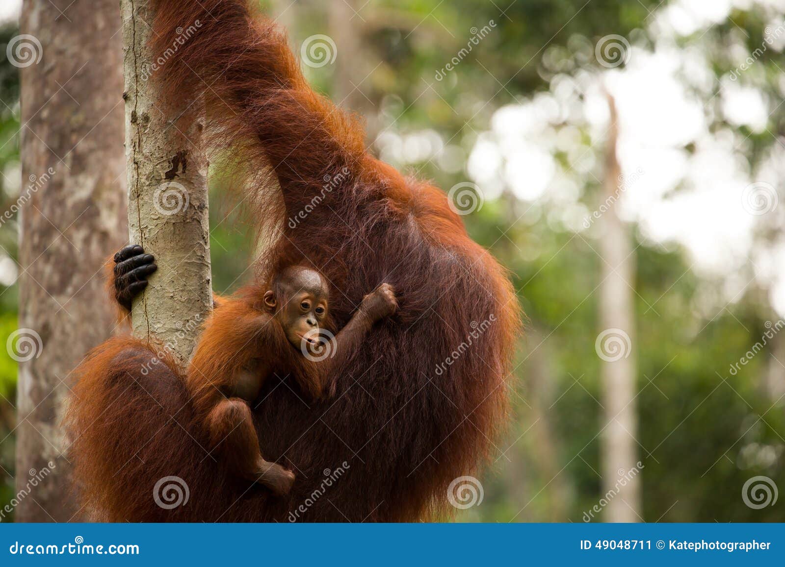 Wild Orangutan in Borneo Forest. Stock Image - Image of forest, borneo ...