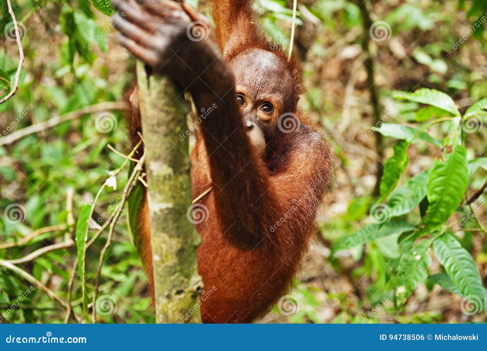 Wild Orangutan in Rain Forest on Borneo Stock Photo - Image of oran ...