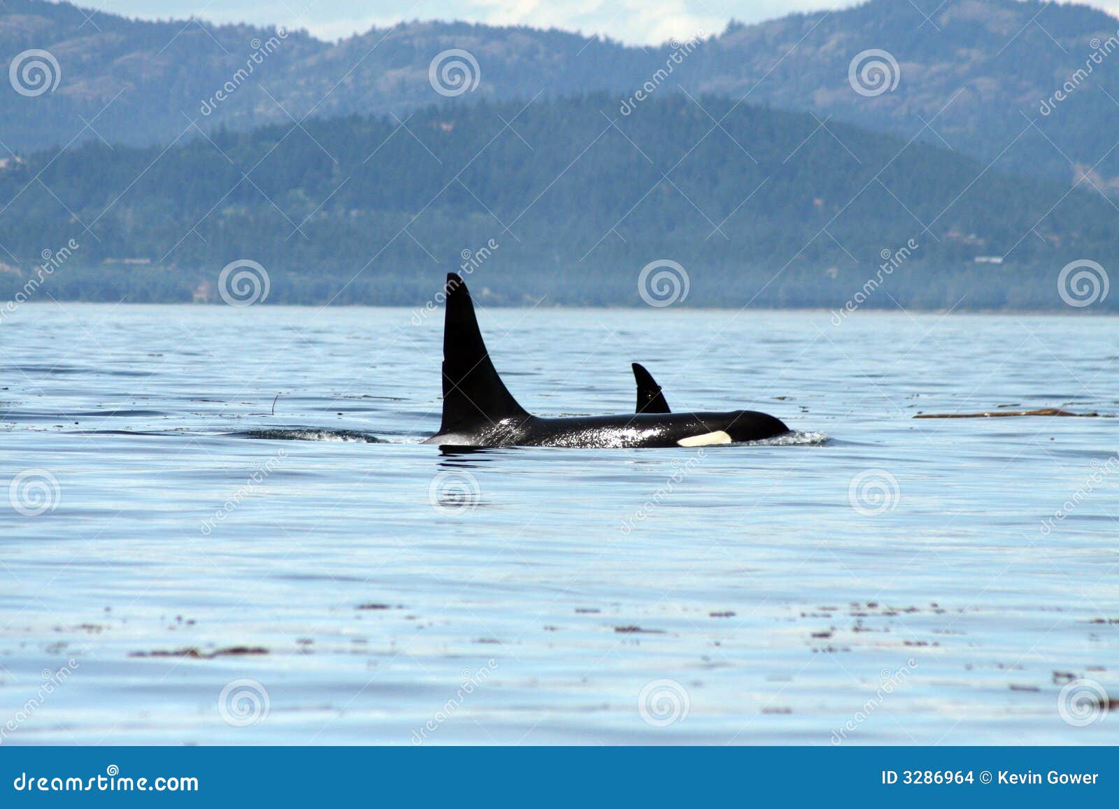 Wild Orcas 5 stock photo. Image of water, ocean, mammal - 3286964